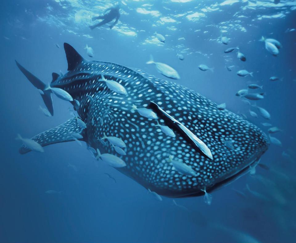 UAE completes first phase of wildlife conservation red list - Aegean ...